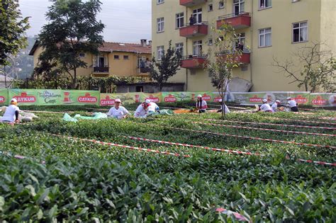 Rize'de Çay toplama yarışmasını kim kazandı