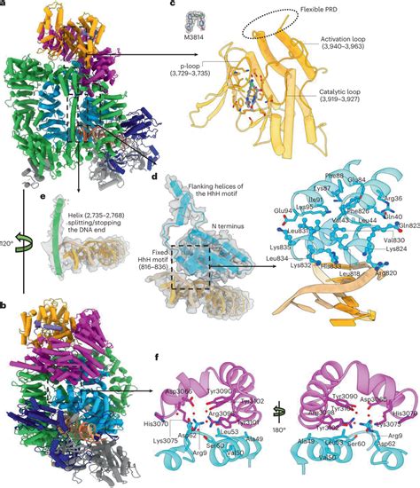 The Structure Of Dna Pk In The Active State Defined By Cryo Em Ab Two