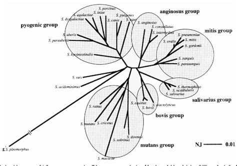 Streptococcus Parasanguinis Semantic Scholar