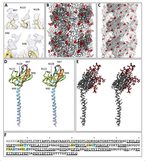 Figure 1 From Structure And In Situ Organisation Of The Pyrococcus Furiosus Archaellum Machinery