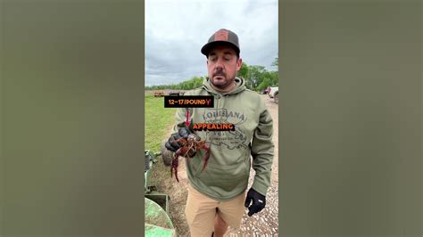 4 Crawfish Sizes Which Is Right For You Crawfish Louisiana Cajun