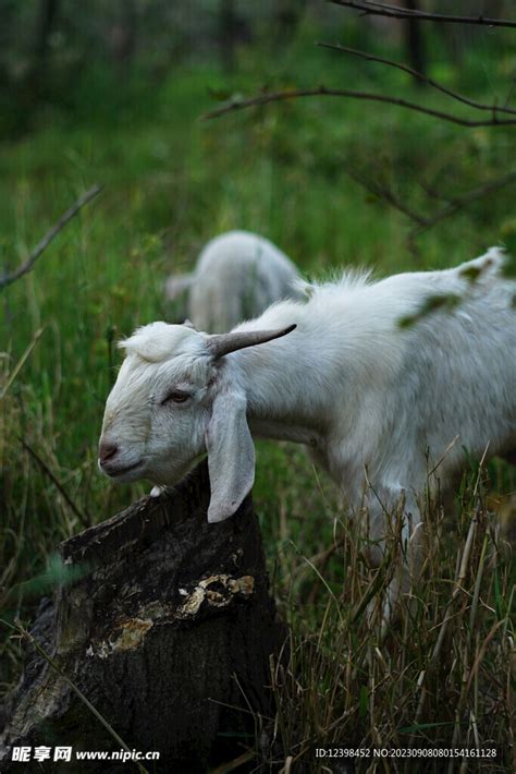 山羊摄影图 家禽家畜 生物世界 摄影图库 昵图网
