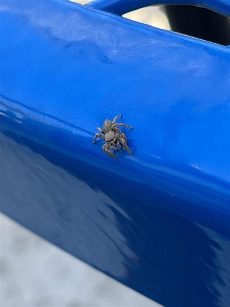 Jumping Spider Do They Bite Can I Pick Them Up San Diego R Spiders