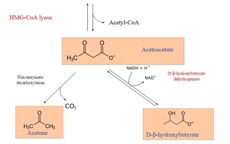 Testing For Ketones How To Test Your Ketones