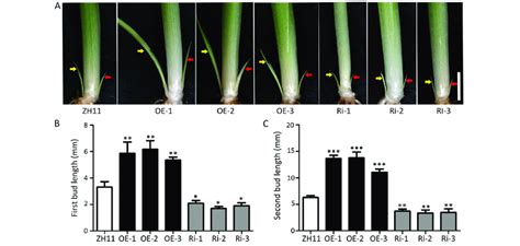 Elevated Osnpf5 16 Expression Promoted Tiller Bud Growth A