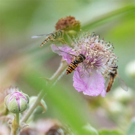 Premium Photo Hoverflies Exploring Wildflowers