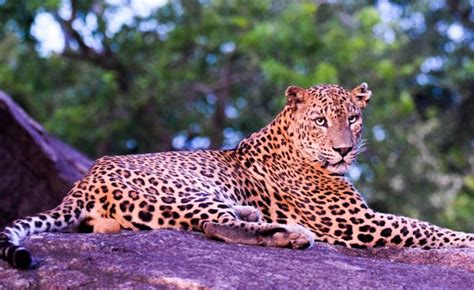 Sri Lankan Leopard Habitat