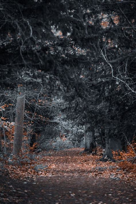 Winding Path Lined With Mature Trees In A Peaceful Woodland Setting