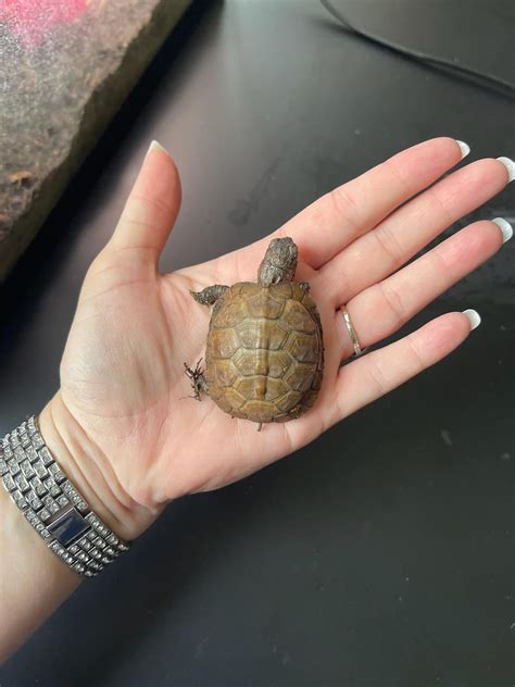 Snapping Turtle Laws Rturtle Snapping Turtle Laws Rturtle