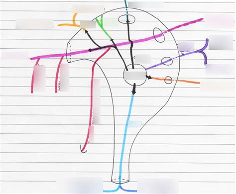 6 7 Pterygopalatine Fossa Diagram Diagram Quizlet