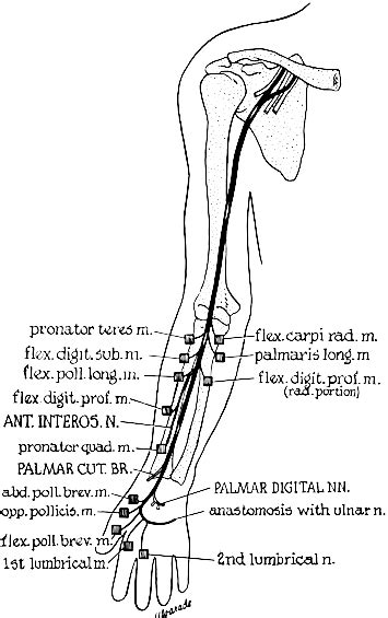 Radial An Ulnar Nerve Motor Testing Cpt Code Description