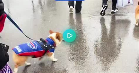 Corgi Makes His Nfl Debut Album On Imgur