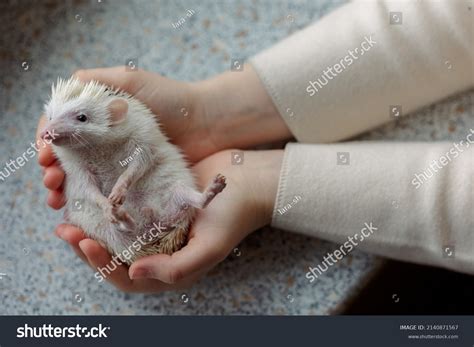 4743 Hedgehog Hands 스톡 사진 이미지 및 사진 Shutterstock