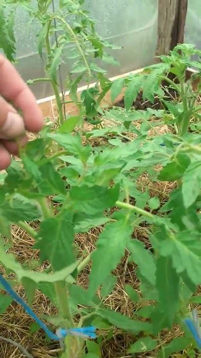 Proasta Evolutie Youtube