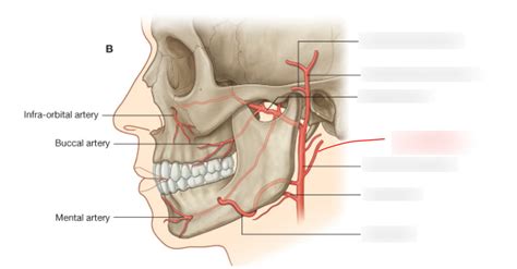 Branches Of External Carotid Diagram Quizlet