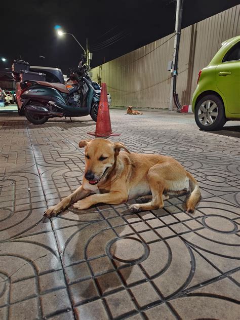 Google Pixel Pro Vs Vivo X Pro Plus Camera Shootout And Comparison