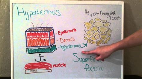 Integumentary System Youtube