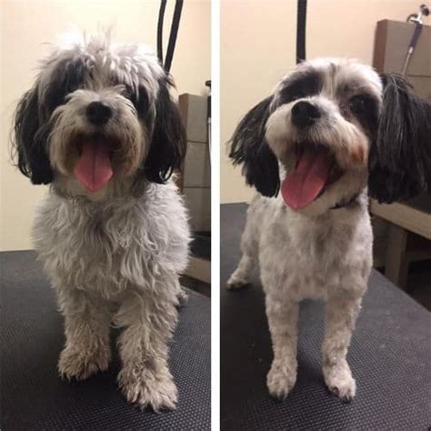 Short Maltipoo Haircut Ideas 15 Before And After Photos