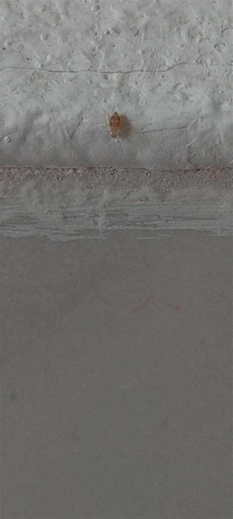 What Are These Bugs R Whatsthisbug