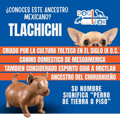 Del Techichi Al Chihuahua La Fascinante Historia Del Perro Mexicano