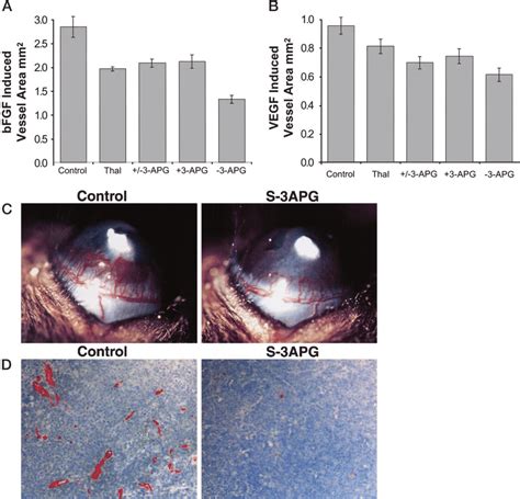 Effect Of 3apg And Thalidomide On Angiogenesis In Vivo Inhibition Of
