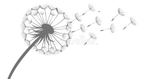 Dandelion Seed Head Dandelion Seed Head Close Up With Seeds Ready To