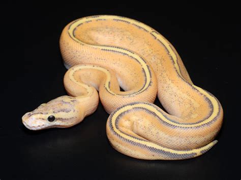 Morph List World Of Ball Pythons