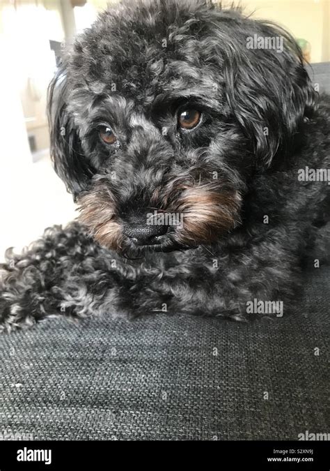 Black Schnauzer Poodle Mix