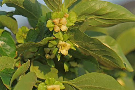 柿の花 花もり暮らし