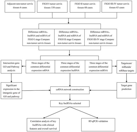 Flow chart of bioinformatics analysis and ceRNA network analysis.... | Download Scientific Diagram