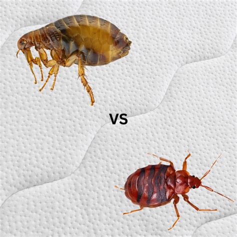 Fleas Vs Bed Bugs How To Tell Them Apart Candor Pest Control