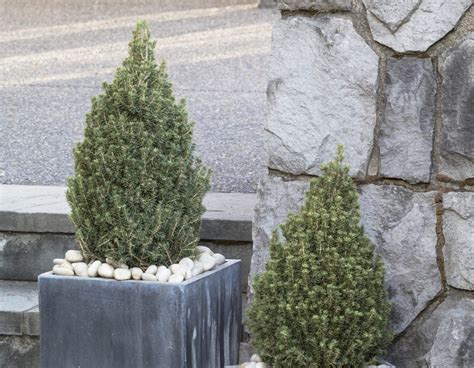 1937 Tiny Tower Dwarf Alberta Spruce Container5x300ppiwm Trees Today Nursery