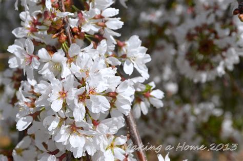 Making A Home Springy Things