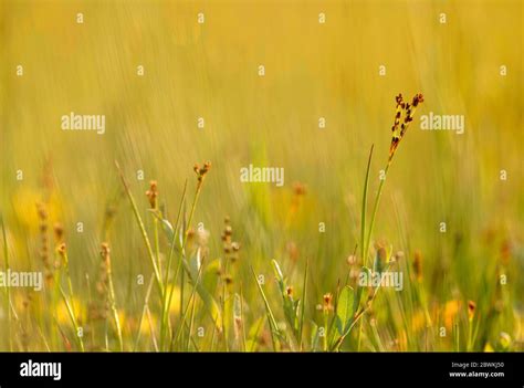 Black Grass Rush Black Grass Rush Salt Marsh Rush Juncus Gerardii