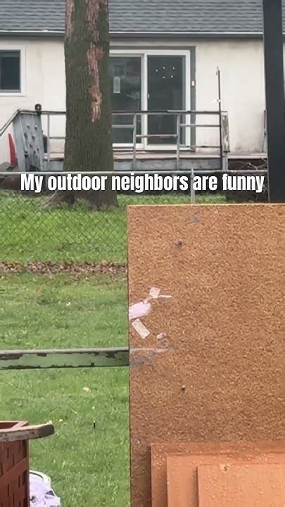Squirrel And The Rabbit Short Outdoor Viral Wfh Neighborhood