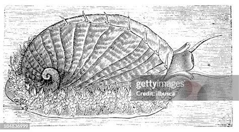 Green Ormer High Res Vector Graphic Getty Images