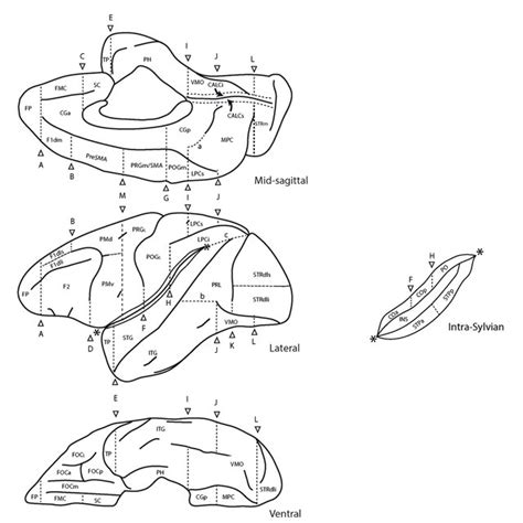 Pdf Hoa20 Compare A Next Generation Harvard Oxford Atlas Comparative Parcellation Reasoning