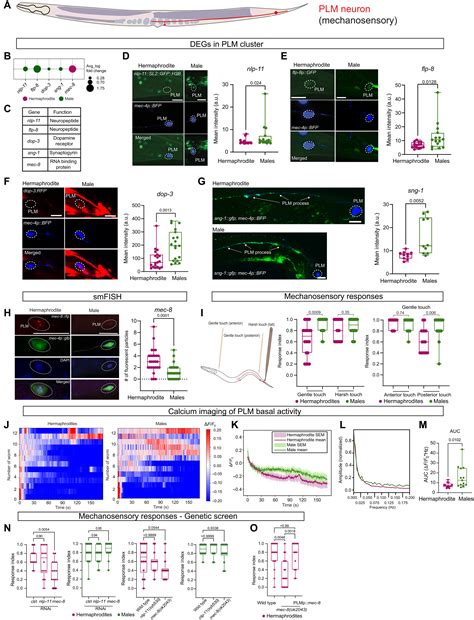 Decoding Sexual Dimorphism Of The Sex Shared Nervous System At Single Neuron Resolution Decoding Sexual Dimorphism Of The Sex Shared Nervous System At Single Neuron Resolution