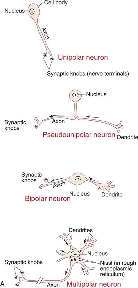15 Structure And Function Of The Neurologic System
