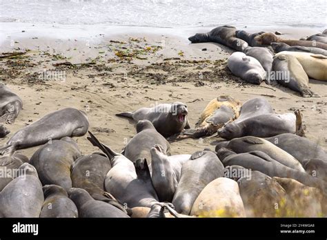 Northern Elephant Seals Mirounga Angustirostris In Various Stages