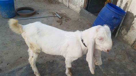 Gulabi Bakra Male Cheap Sale Price 2026