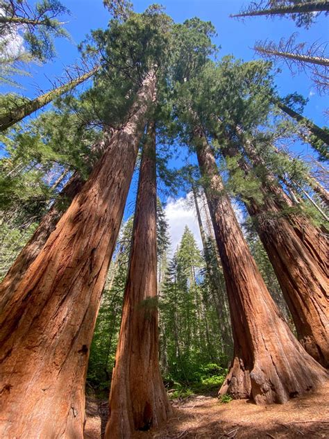 Sequoia Trees West Coast Road Trip Travel Aesthetic California Hikes