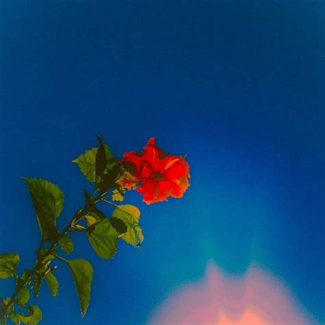 Stream Mix Of The Week 546 Varumi Blossom Domain By Dream Chimney