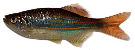 Devario Regina Fowler Devariosp Danioninae And Esominae Facebook