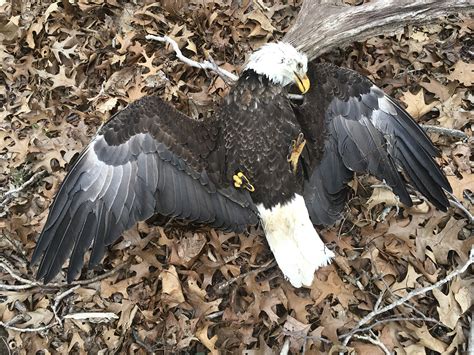 A Bad Year For Bald Eagles And Their Nests The East Hampton Star
