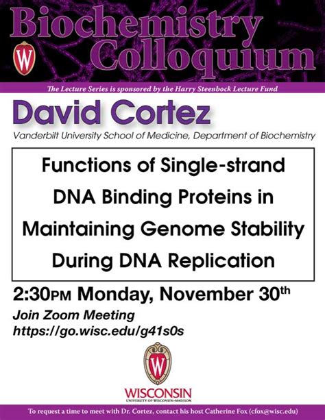 Functions Of Single Strand Dna Binding Proteins In Maintaining Genome