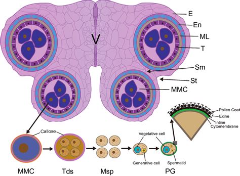Anther Morphology And Key Events Of Anther Development One Anther