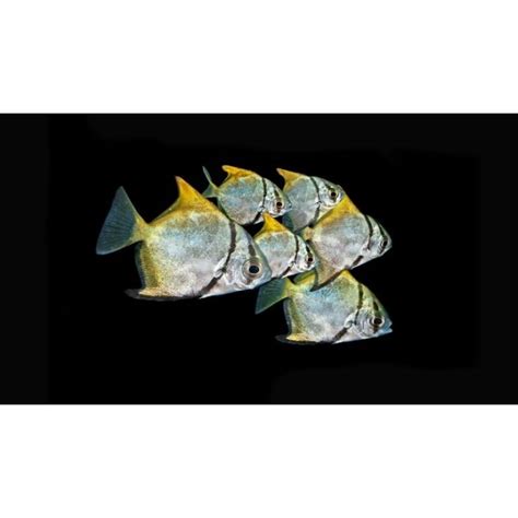 Jual Paket Monodactylus Monodaktilus Mono Dactylus Brackish Fish