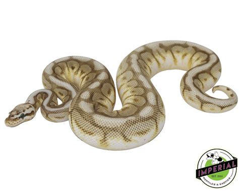 Pastel Lesser Bee Ball Python