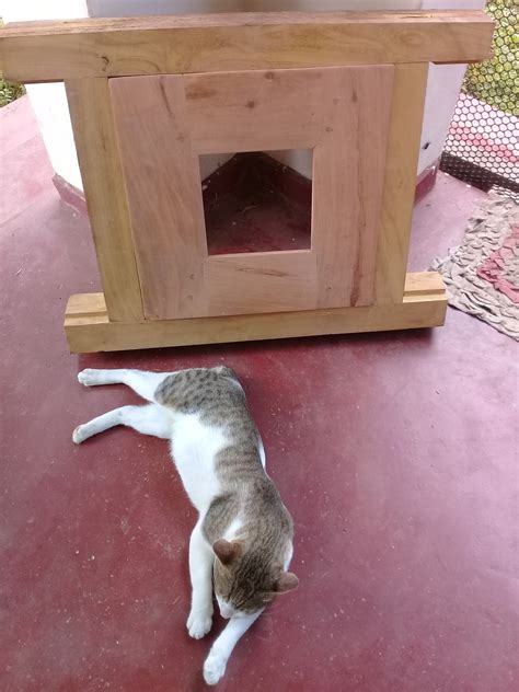 Cat Window Creative Free Photo On Pixabay Pixabay